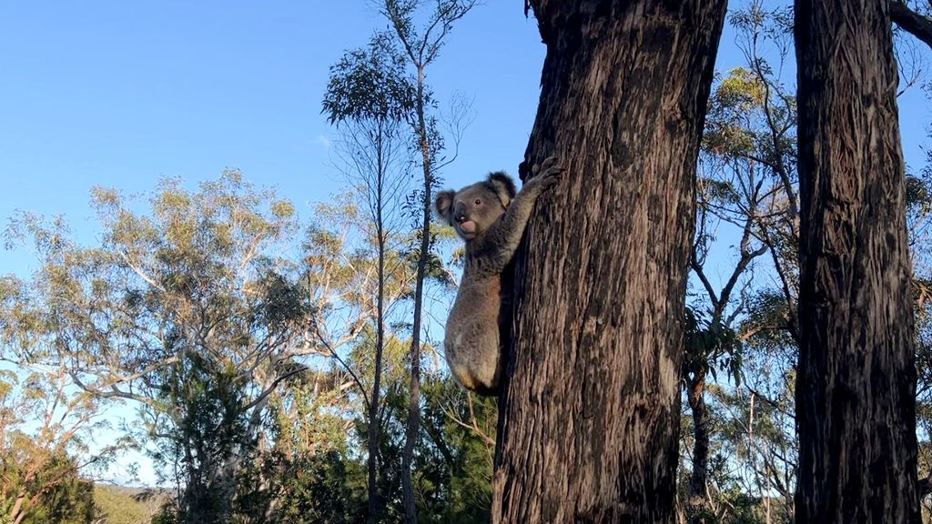Koala rescued from a dam wall last month released back into the wild ...