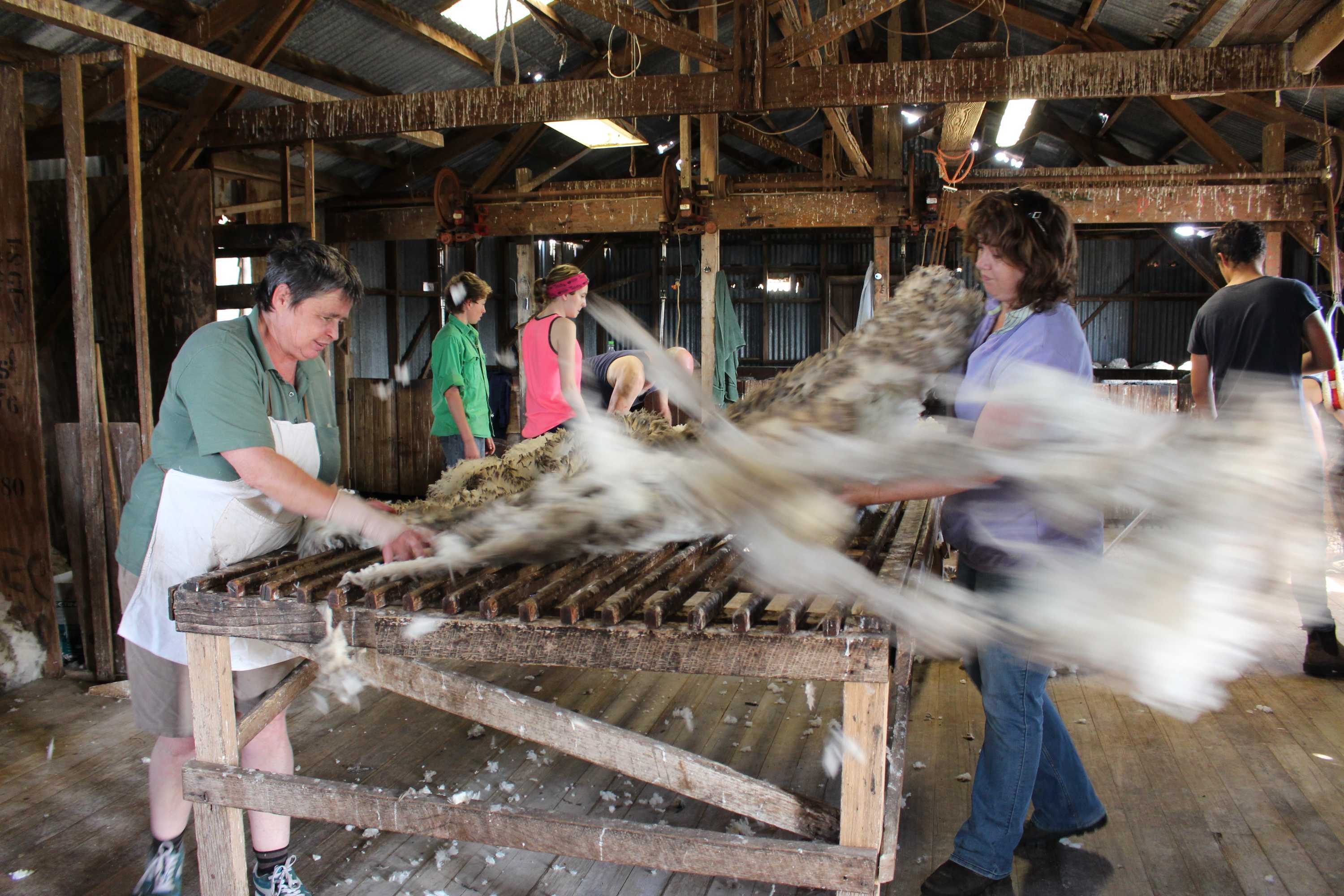 Female wool classer dedicates three decades of service to shearing ...