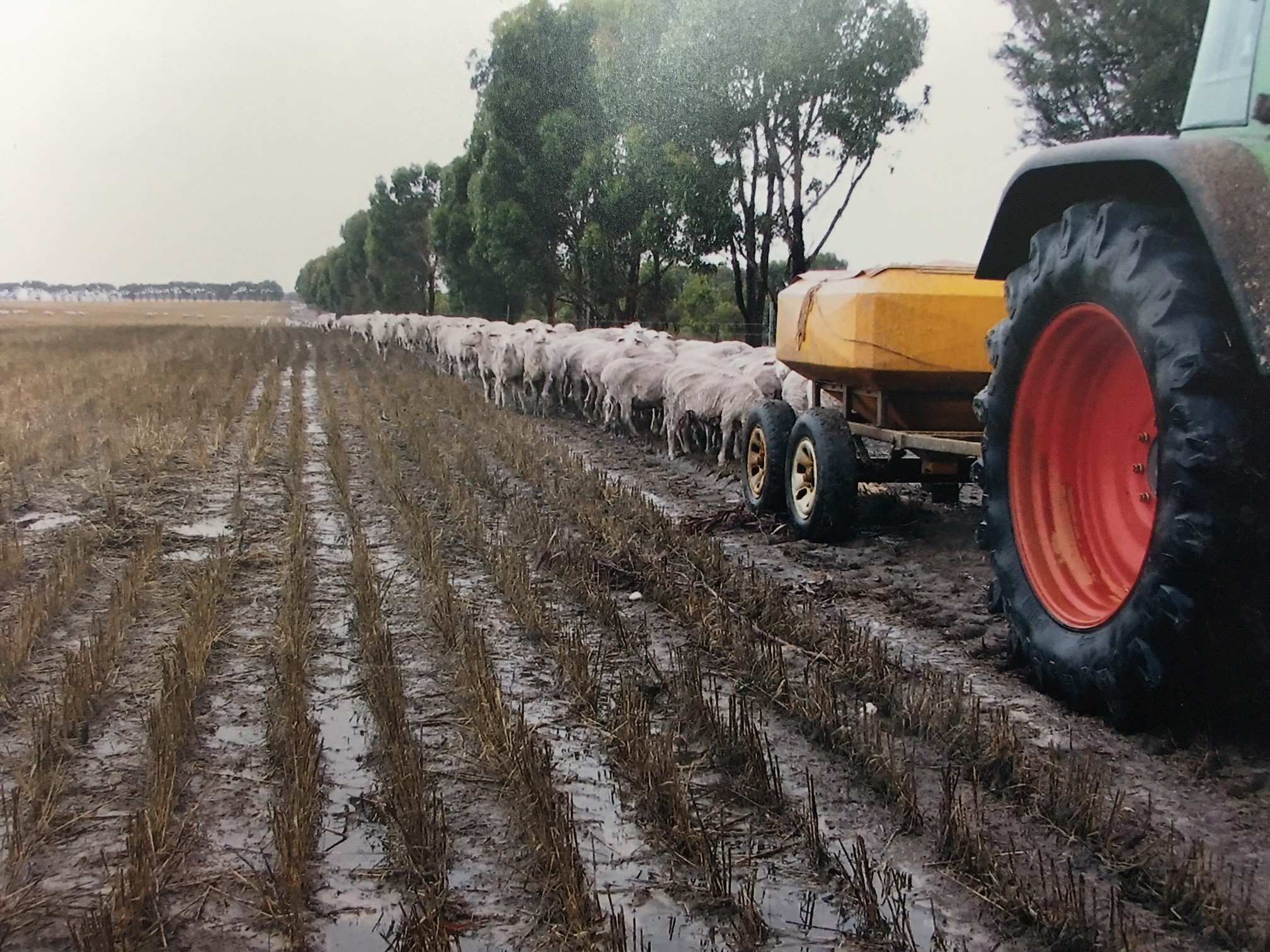 Rebuilding agriculture industry 10 years after Esperance floods - ABC News