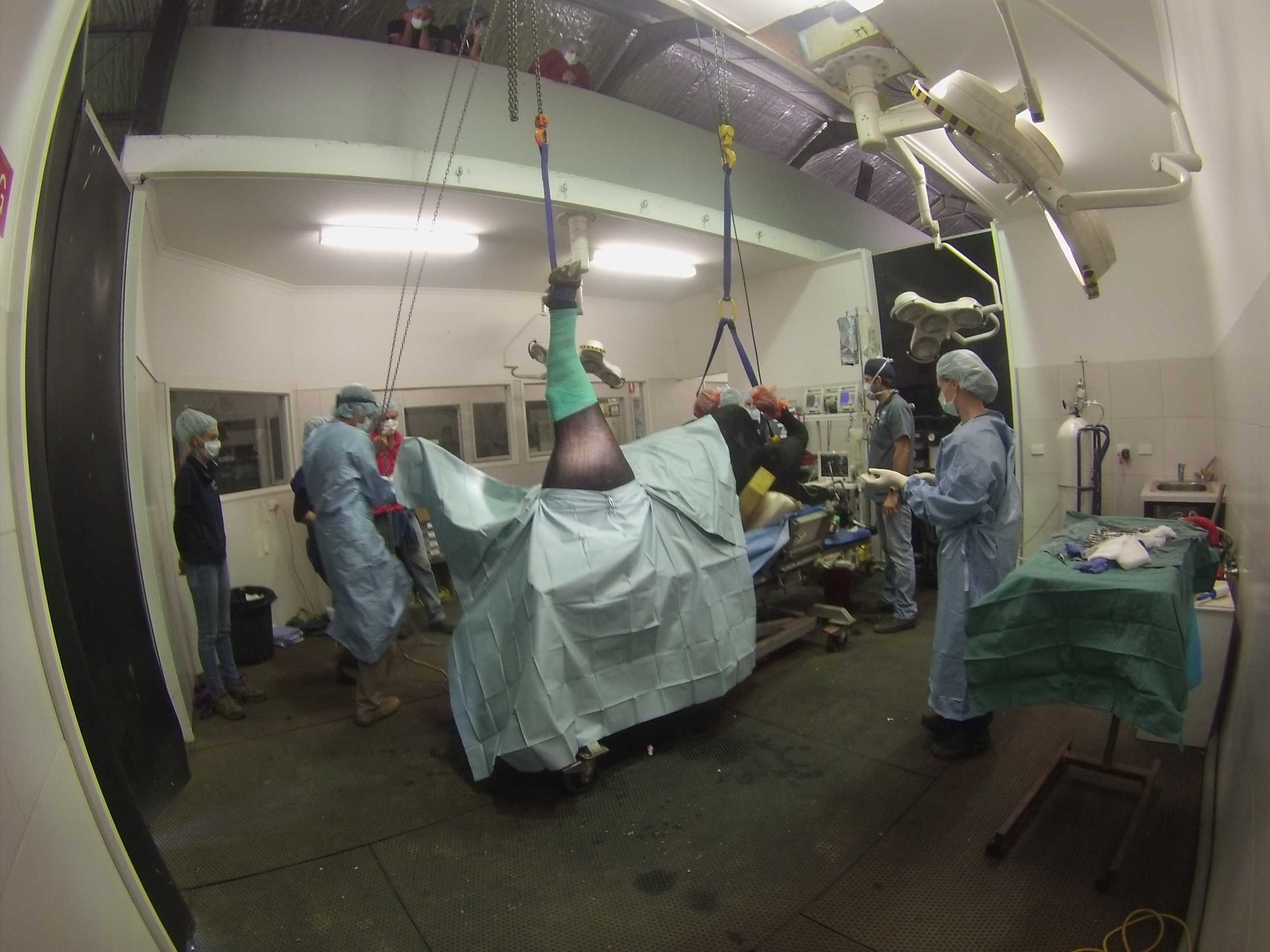 Load of bull gets knee reconstruction - ABC News