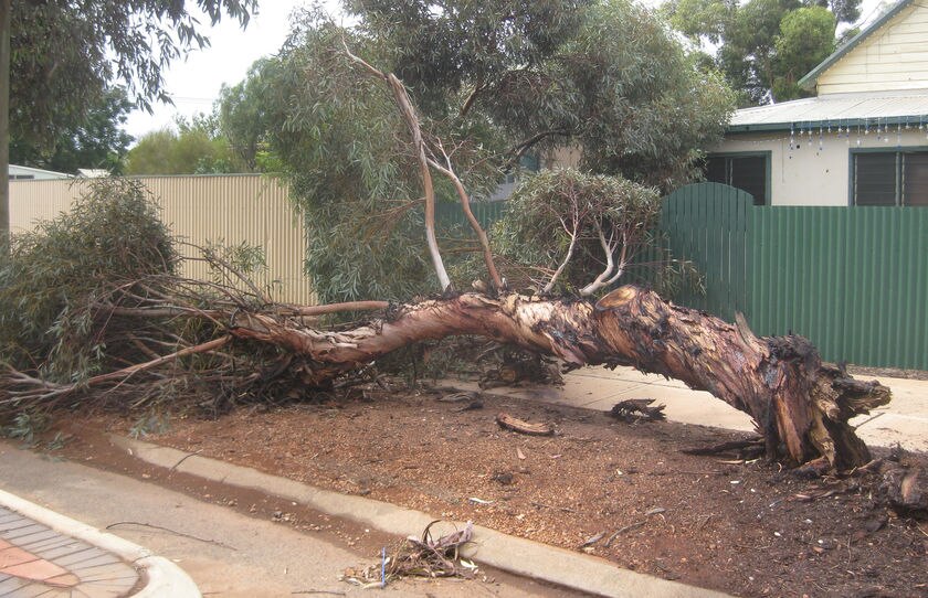 Storms cuts power in Kalgoorlie - ABC News