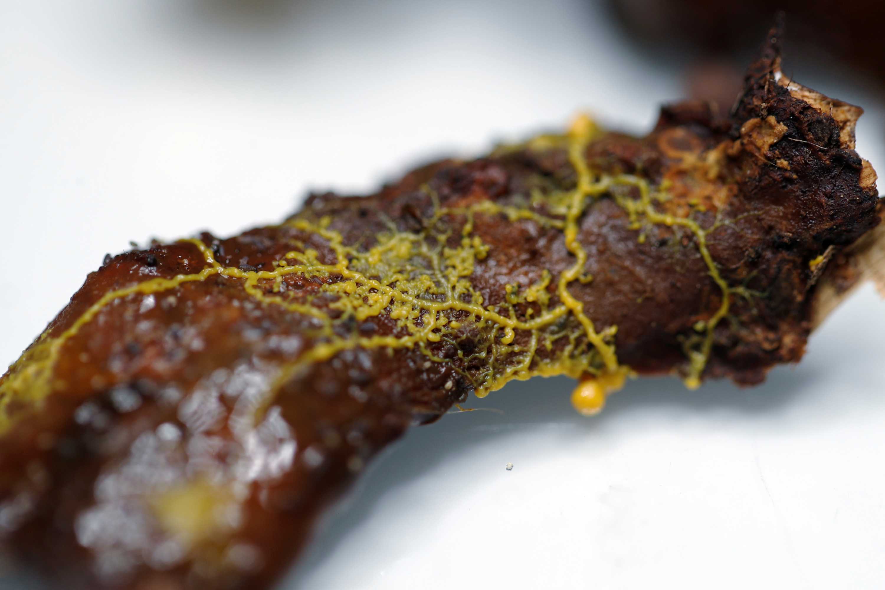 Paris zoo unveils the 'blob' slime mould with 720 sexes which looks ...