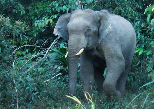 Rampaging elephants repelled with the use of sound - ABC listen