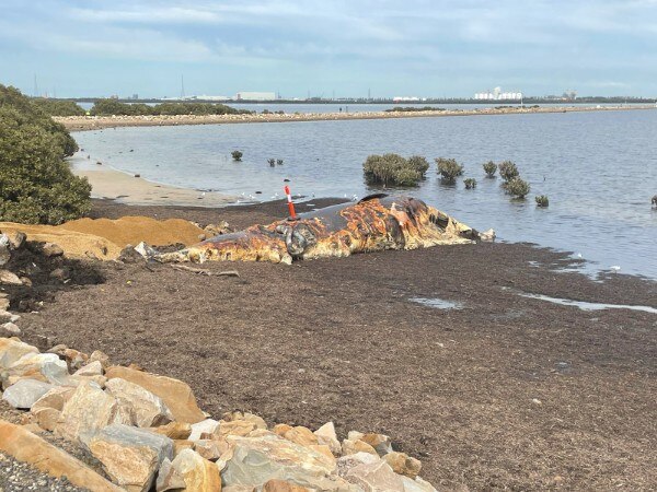 SA Museum cleans up whale carcass to study and display - ABC listen