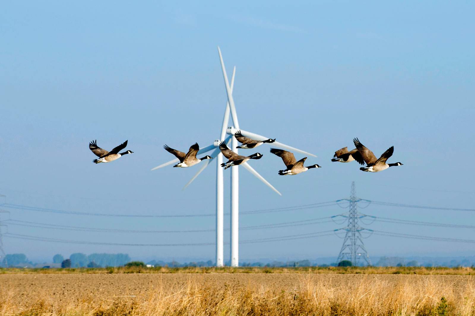 Thousands of birds paying a high price for green energy - ABC listen
