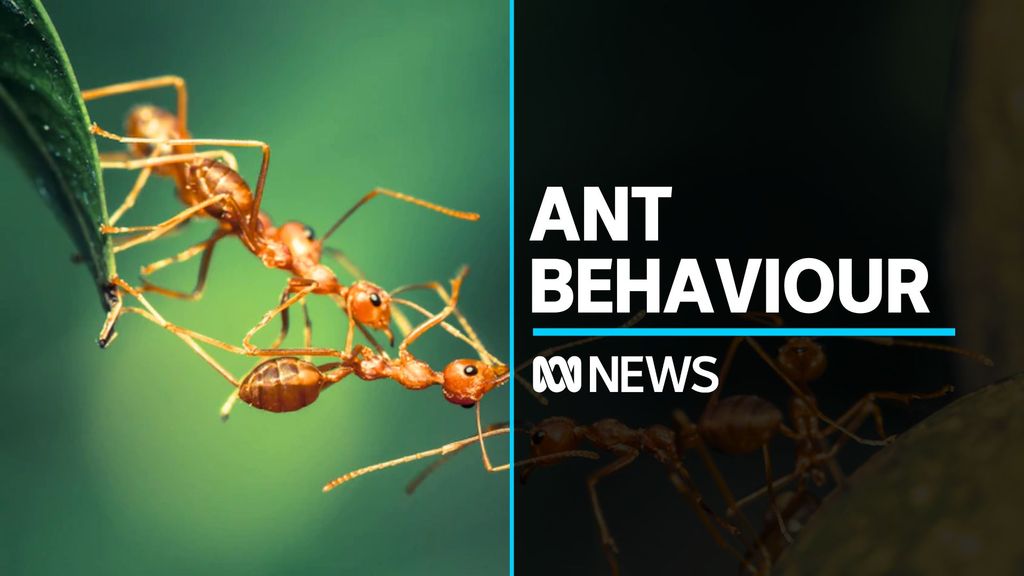 What can ants teach us about problem solving? - ABC News