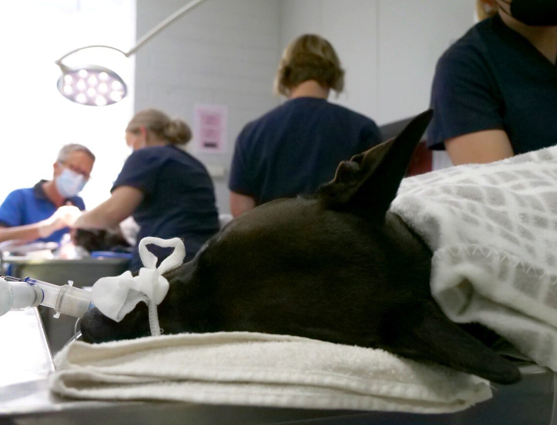 Fears changes to after-hours animal care in Tasmania will shift burden ...