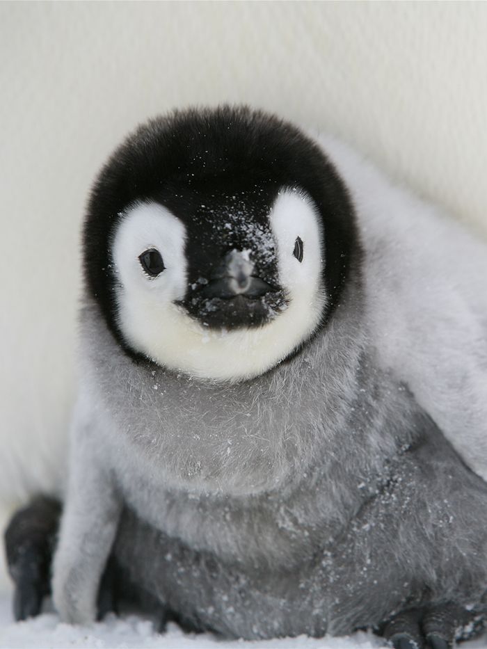 Last ice age almost too cold for emperor penguins - ABC Radio