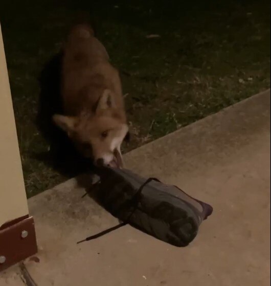 Shoe loving fox caught on camera in Evatt - ABC listen