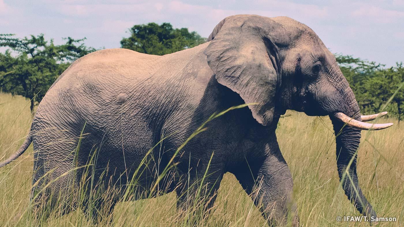 Elephant Poaching - Behind The News