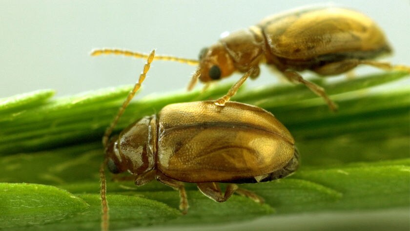 Breakfast - ABC Sunshine Coast