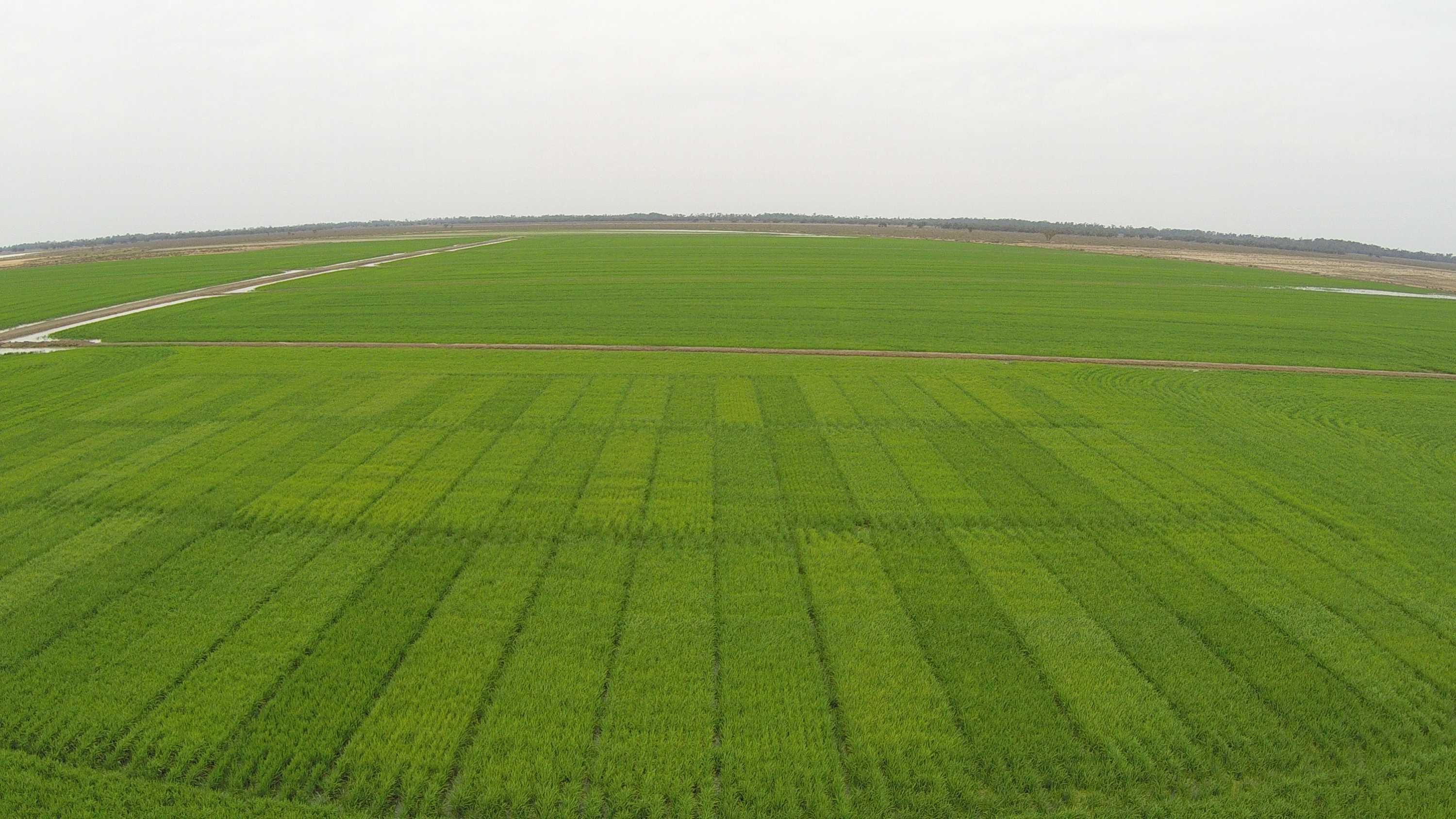 Rice company calls for government intervention to guarantee Australian ...