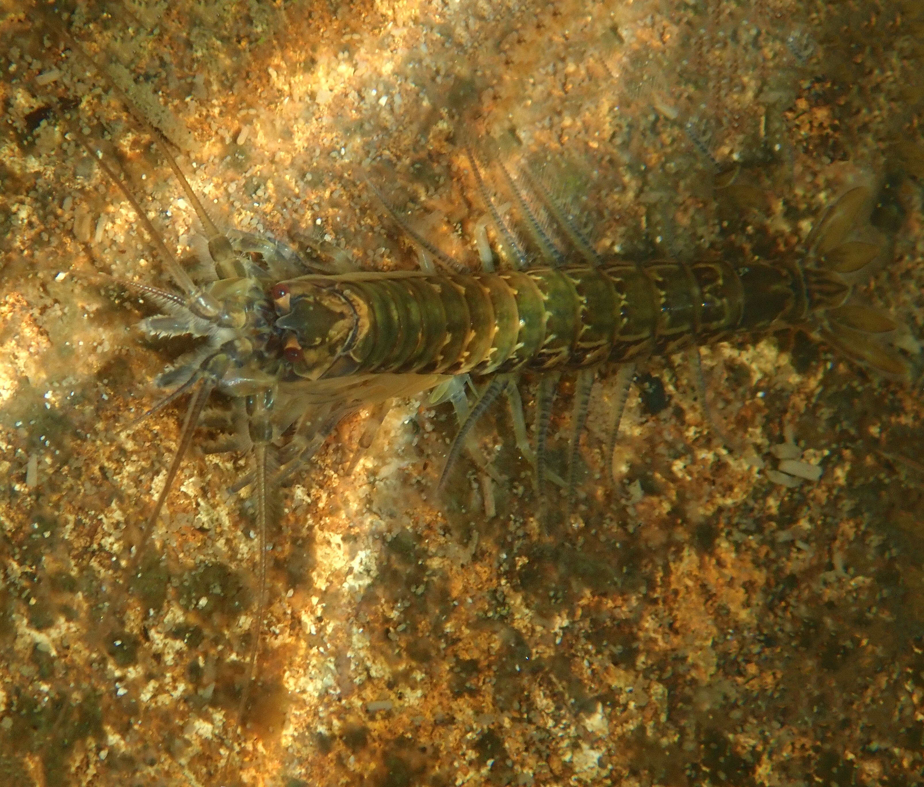 The 'enigmatic' Tasmanian mountain shrimp allows researchers to look ...