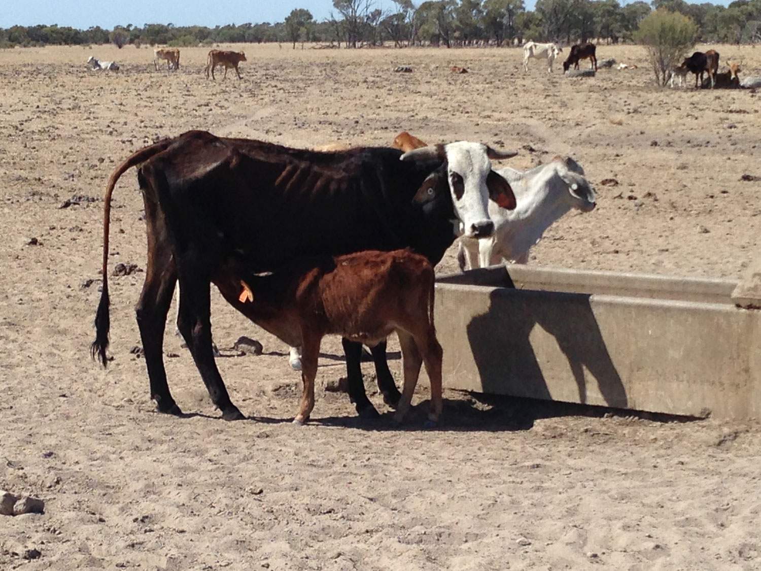 Timeline: droughts and Australian drought policy 1895 - 2014 - ABC News