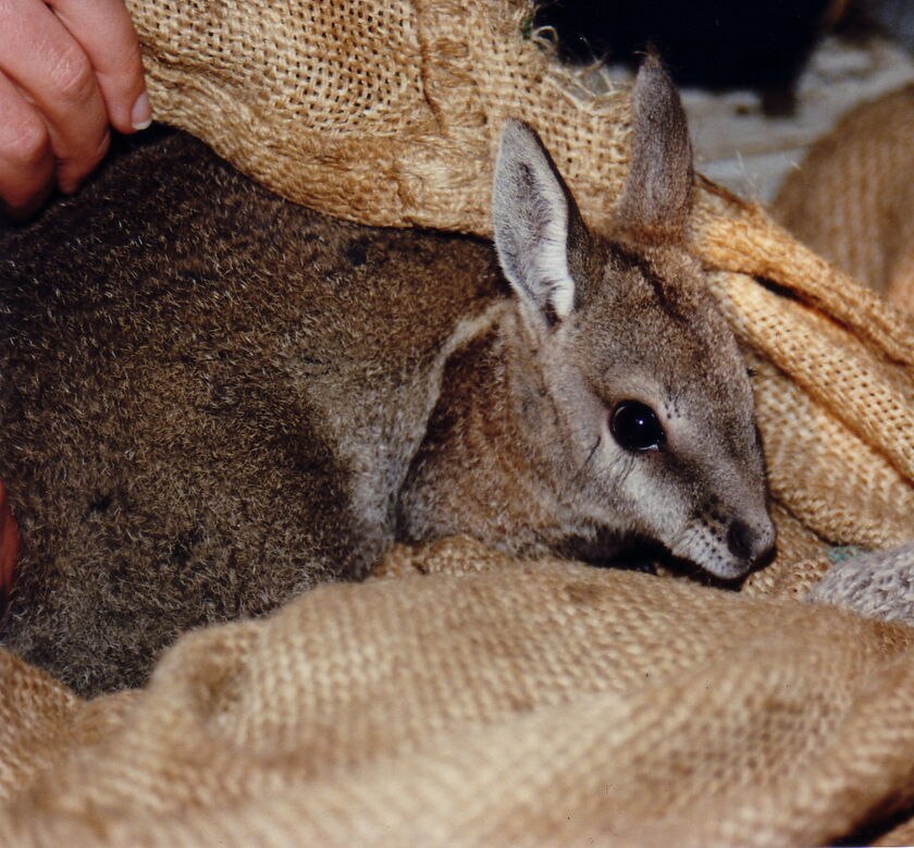 'Extinct' animals back from the dead - ABC News