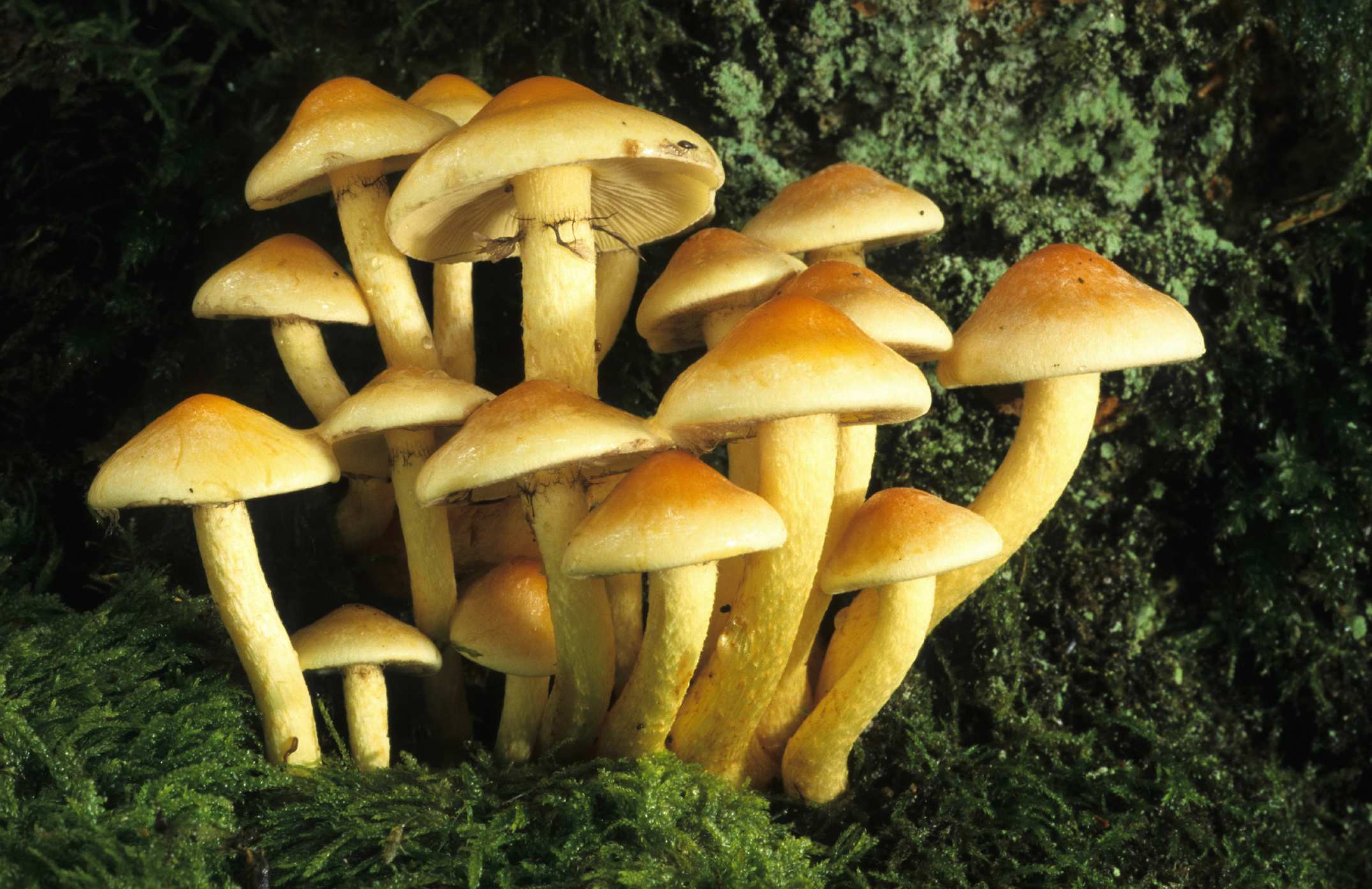 The secret life of fungi - ABC News