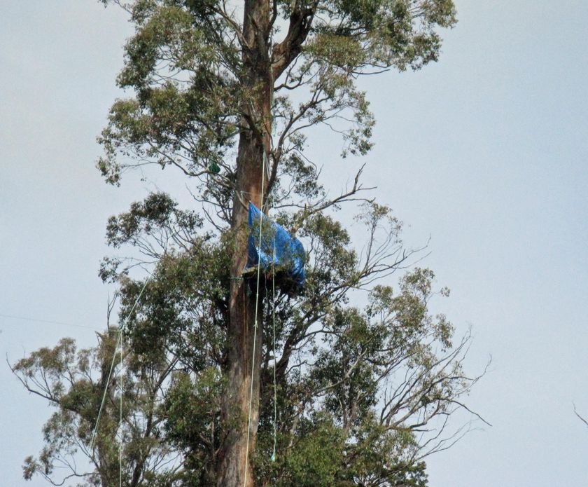 Protesters disobey police 'to reclaim forest' - ABC News