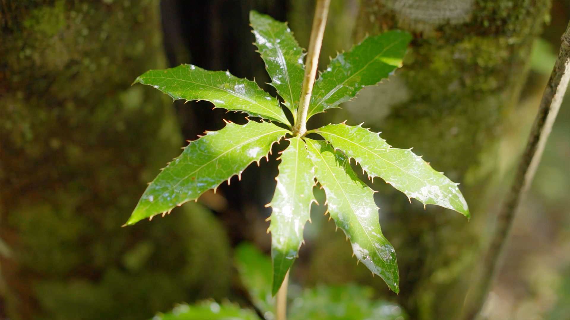 Catalyst: The hidden nightcap oak - ABC Education