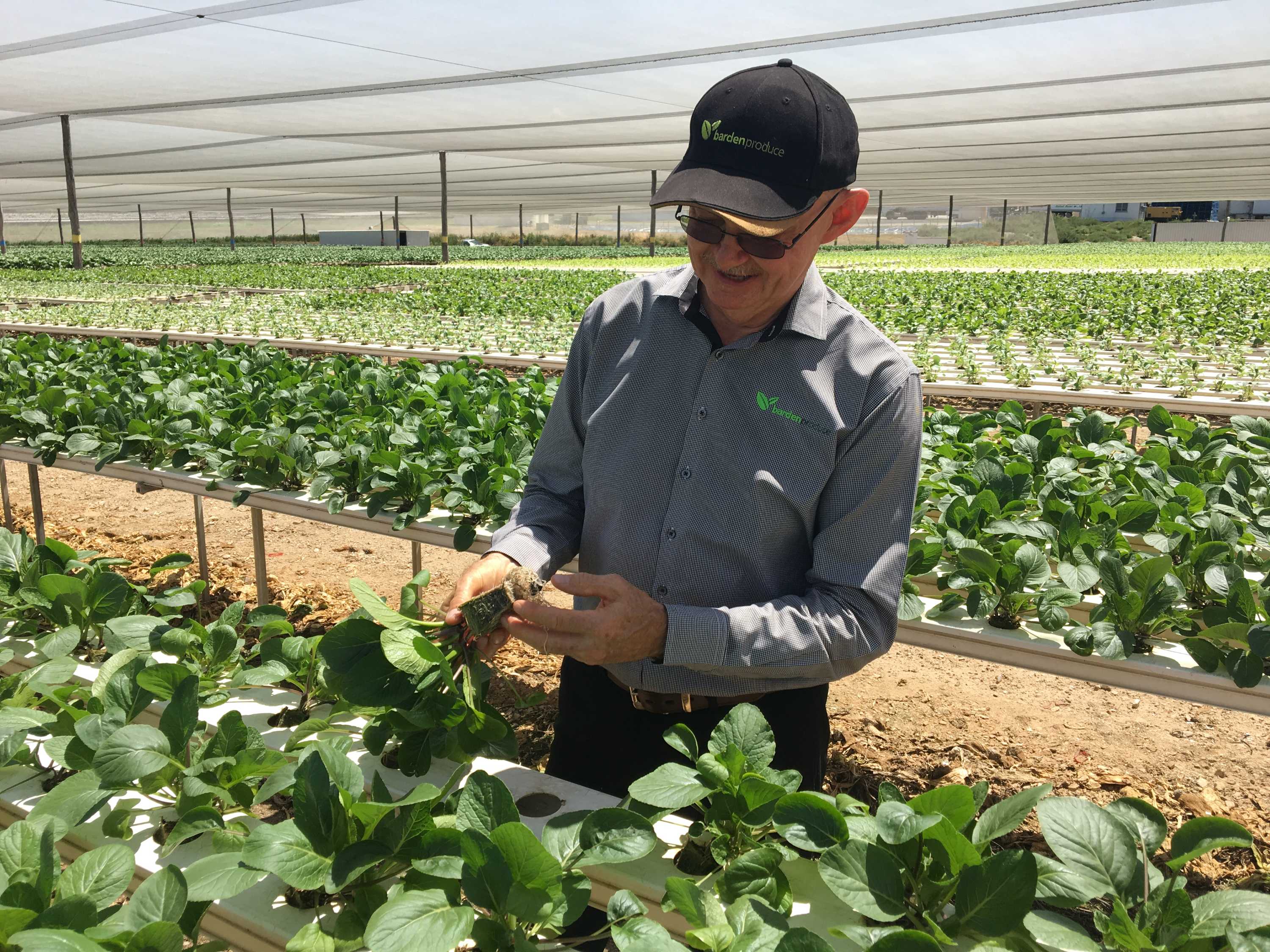 Probiotics in salads probed as solution to Salmonella outbreaks in ...