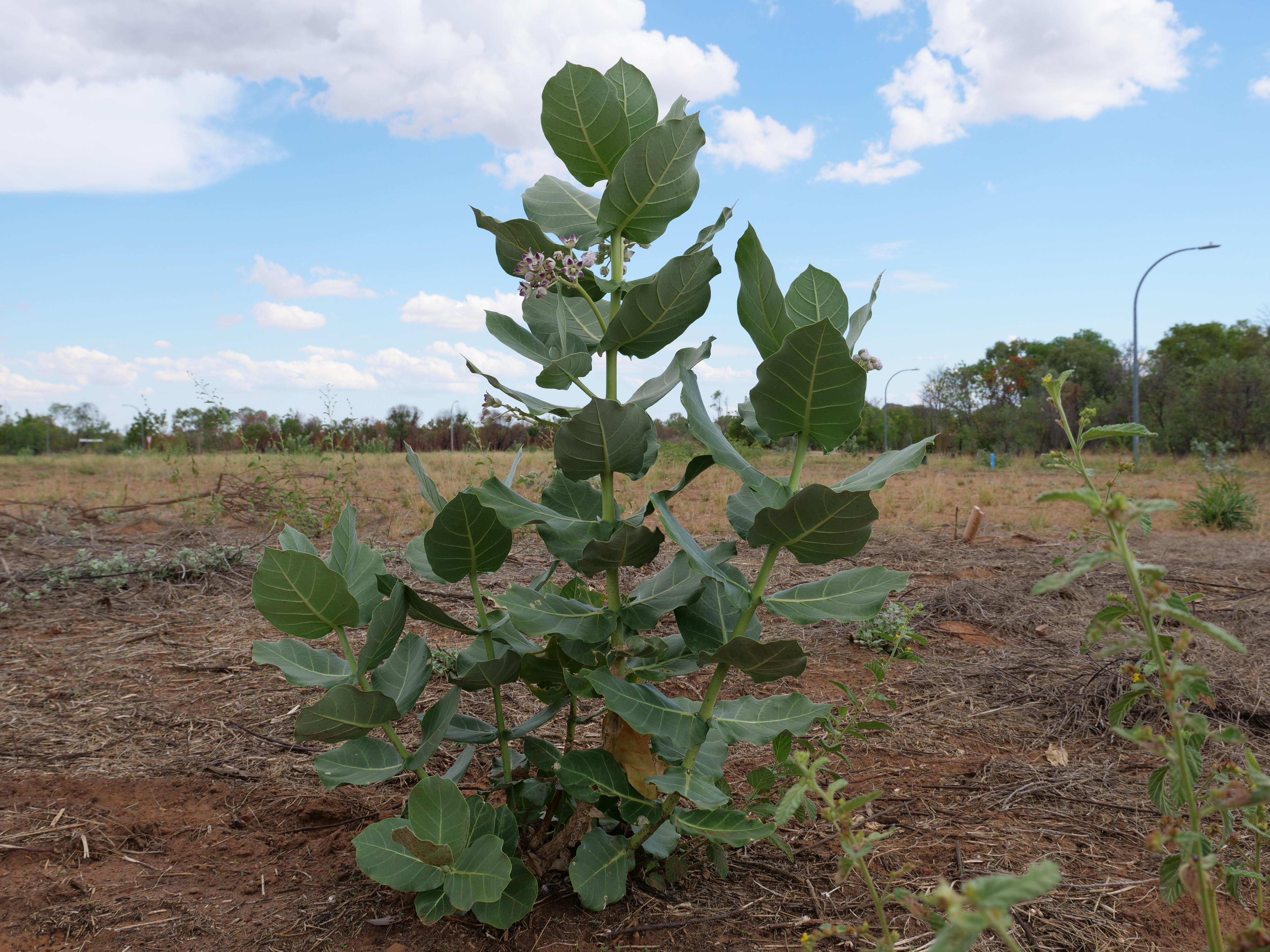 Housing crisis in Kununurra rolls on as government fails to lure buyers ...