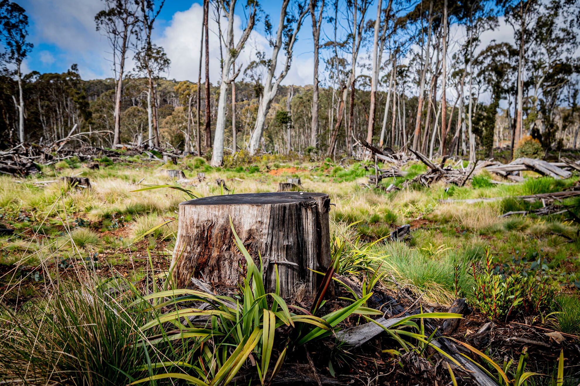 The Victorian government announced the protection of this old-growth ...