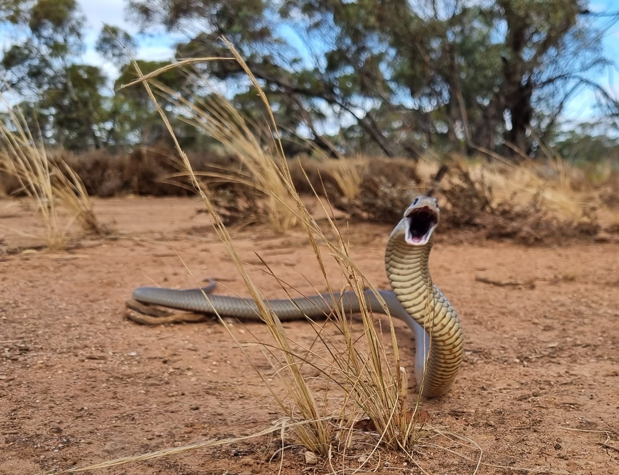 Mildura snake catcher Steven Morrow taken to hospital after brown snake ...