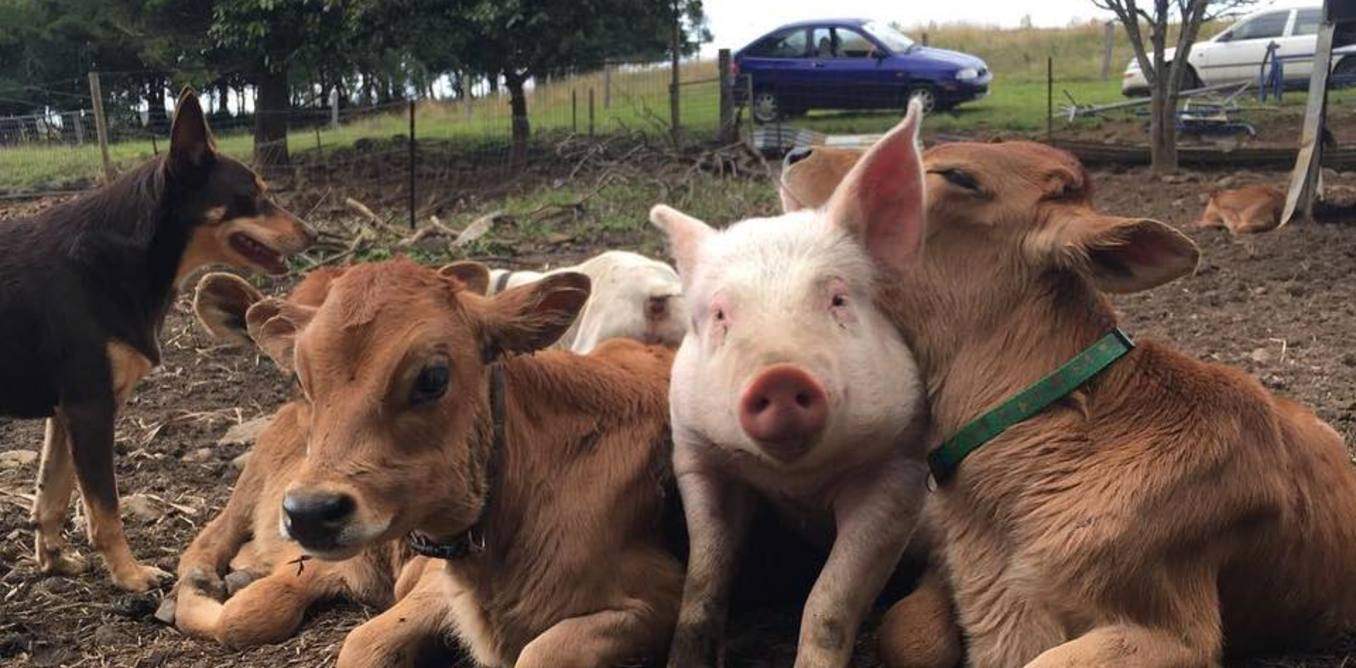 How helping animals can help us better understand human trauma and ...