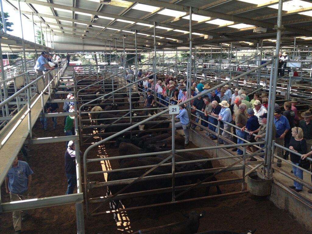 Teaching cow-cockies to avoid or manage injuries through Tai Chi - ABC News