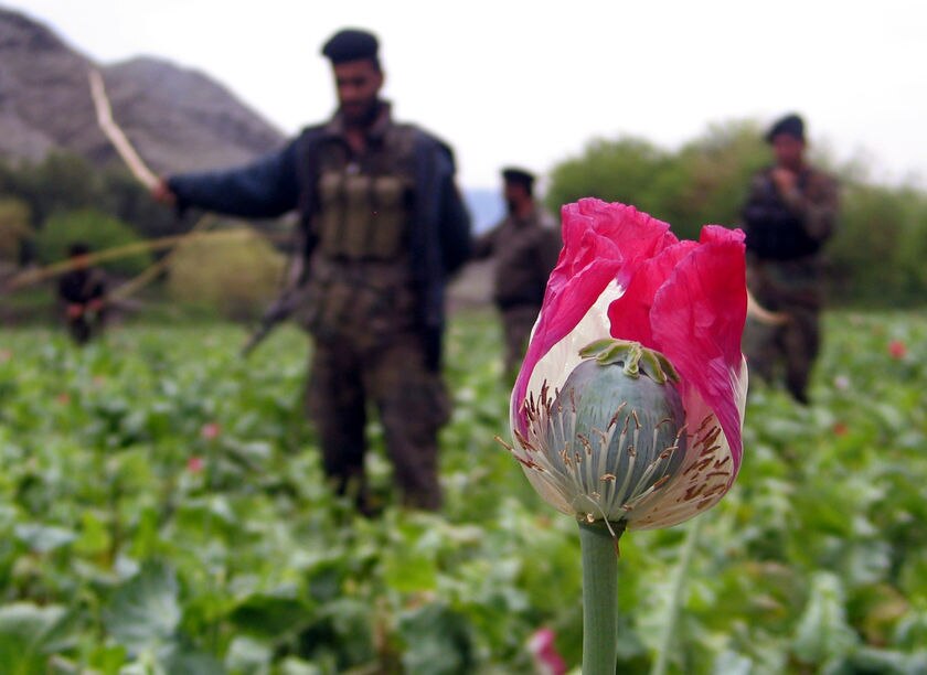 Morphine, not heroin for Afghan poppies - ABC News