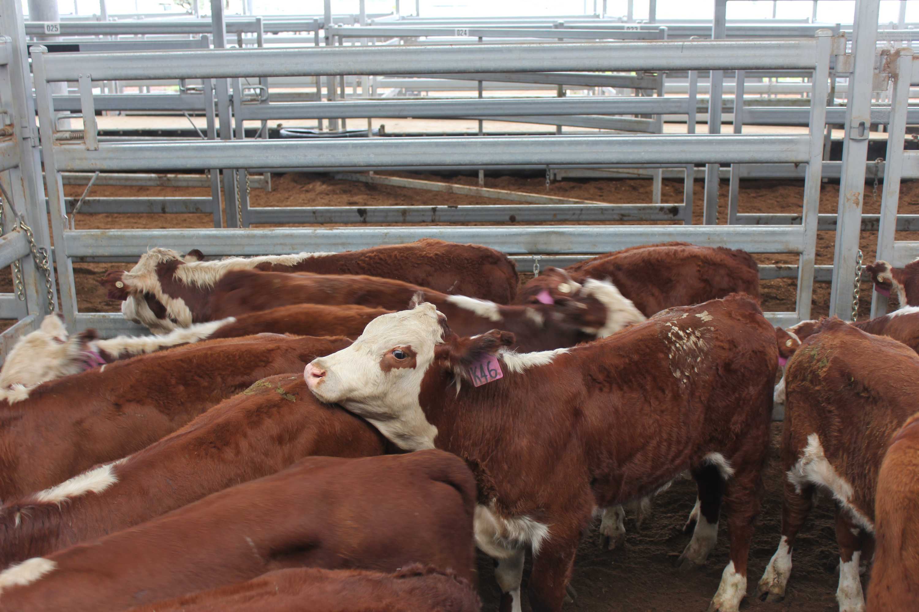 Prices high but premiums low at western Victorian weaner sales - ABC News