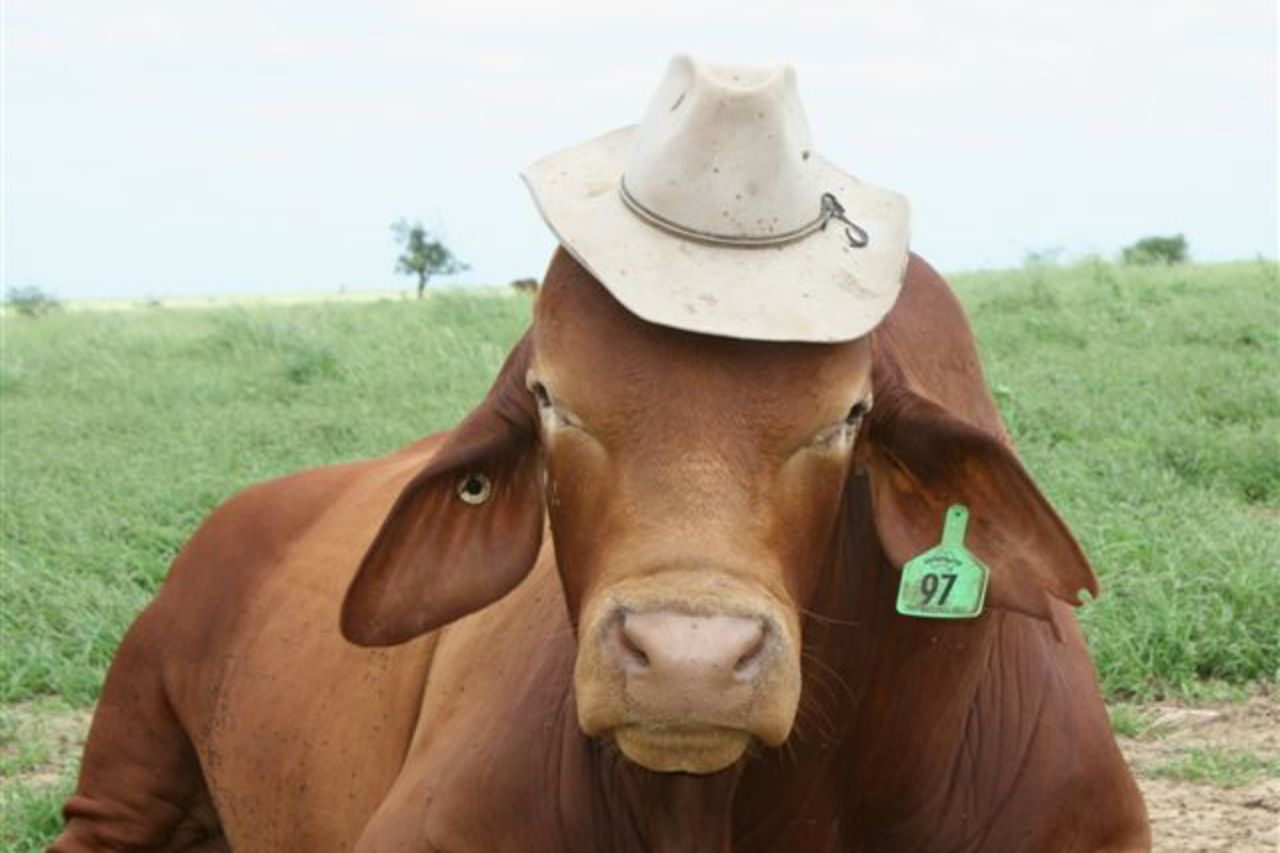 Droughtmaster - the Queensland icon - ABC News