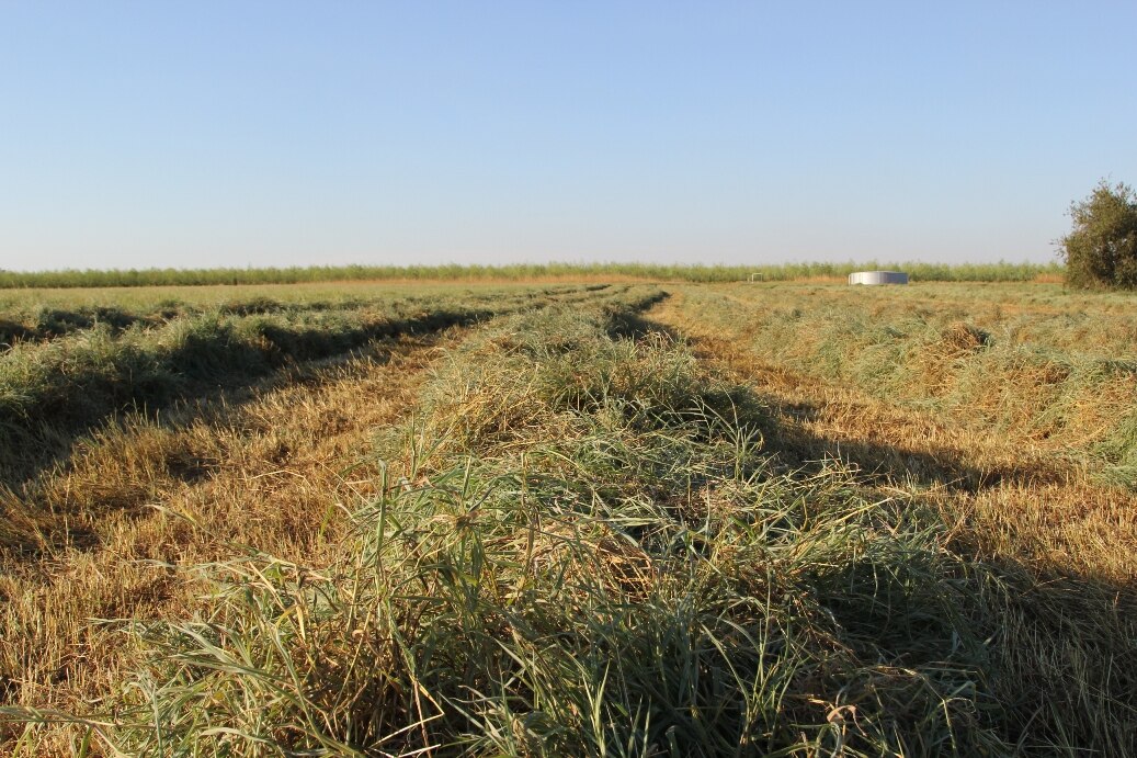 Poor wet season may affect yields in the Northern Territory's biggest ...