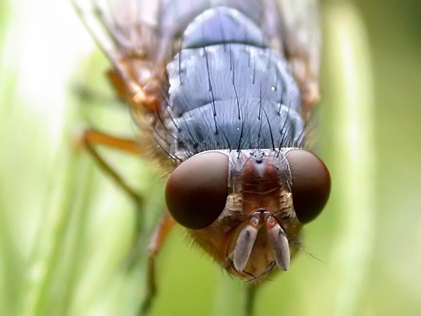 Fly season: What to know about Australia's most common flies and how to ...