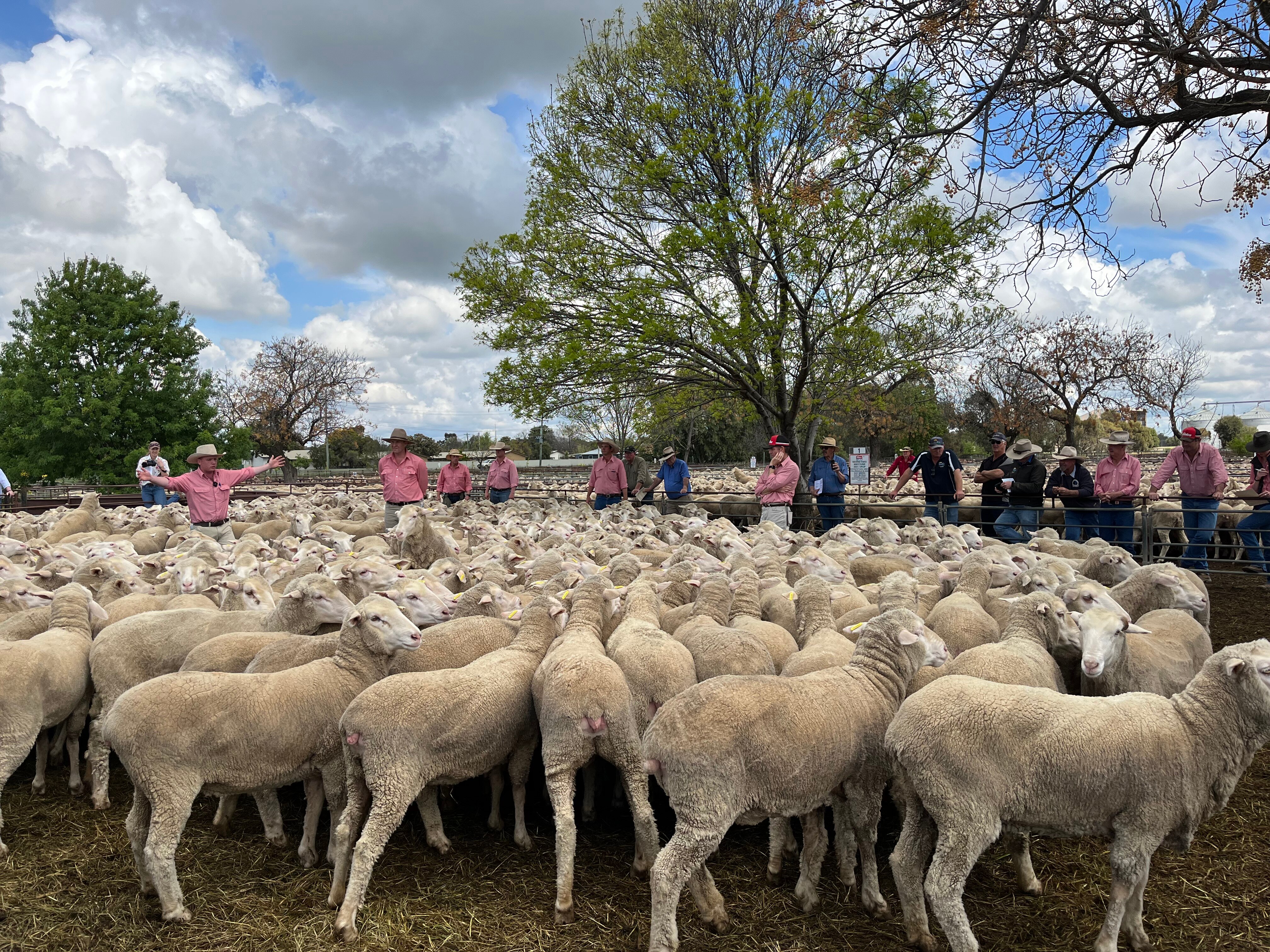 Close to 15,000 sheep filled the town of Hay to avoid wet weather ahead ...