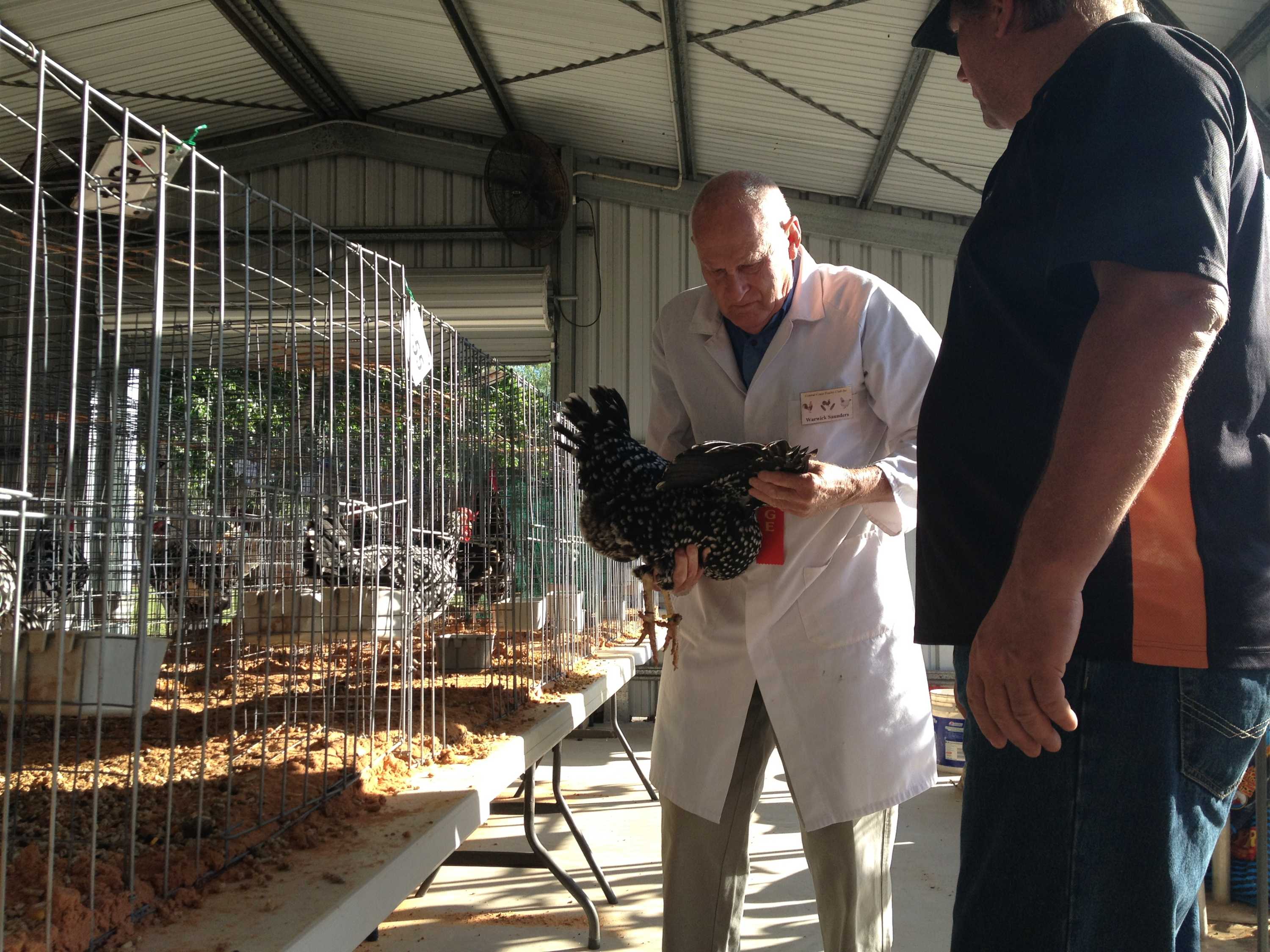 Chook breeders flock to Katherine show - ABC News