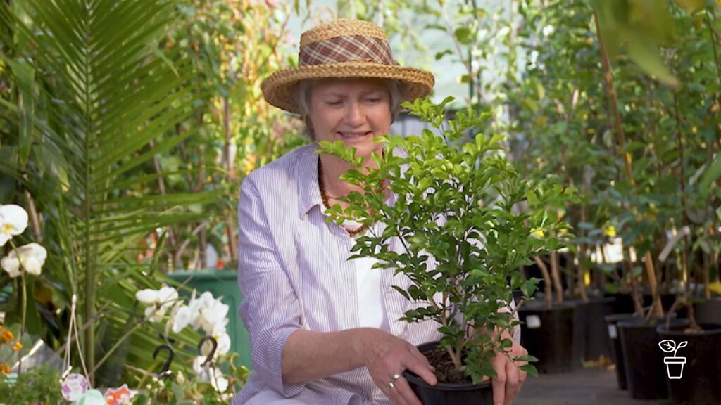 FAQs - Gardening Australia