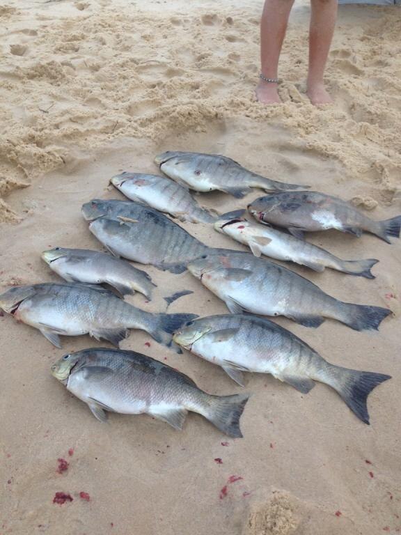 Fishing Report with Crawf: Luderick are being caught, are they the next ...