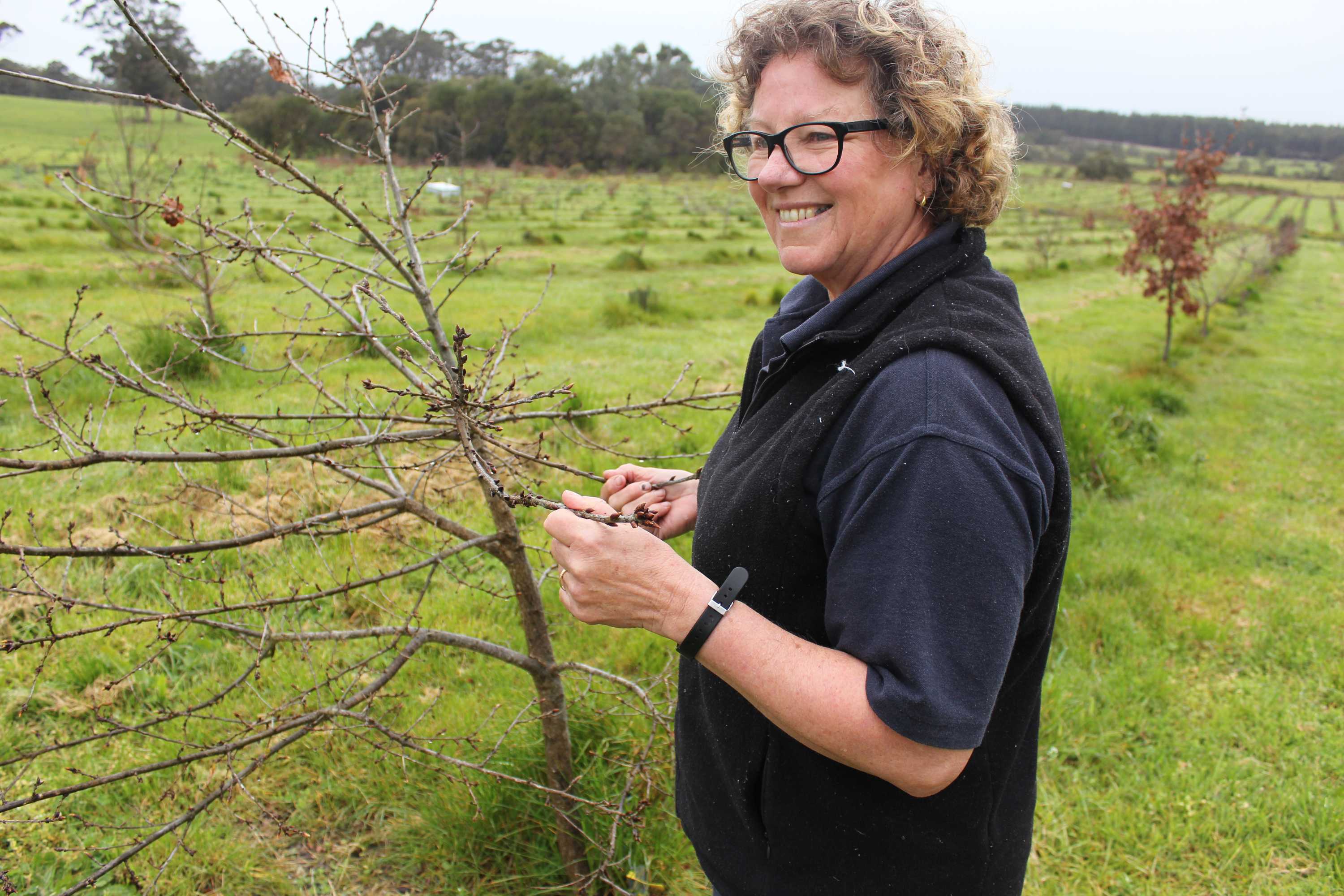 Denmark starting to build truffle-growing industry as farmers look for ...