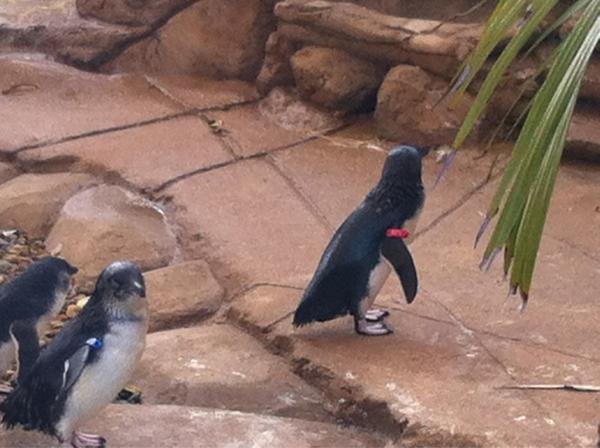 Trio accused of stealing penguin from theme park - ABC News