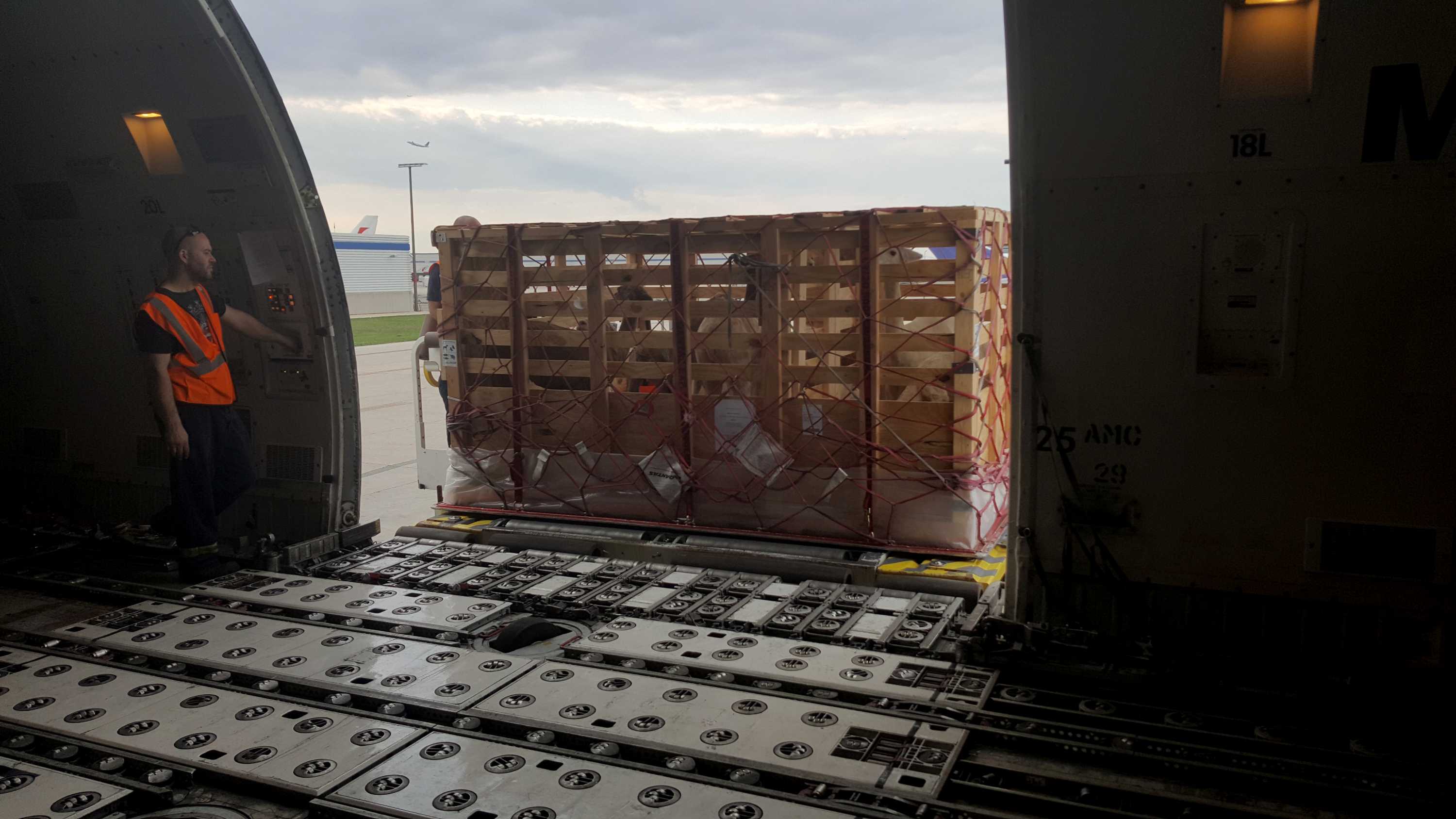 Australian alpacas bound for Europe stuck in New Zealand after ...