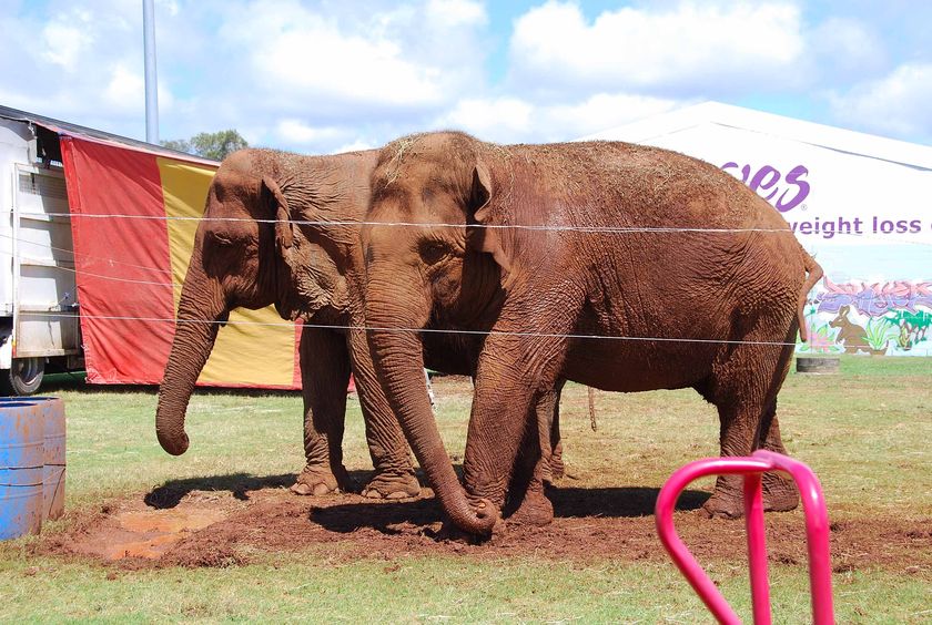 Bid for exotic animals to return to the big top - ABC News