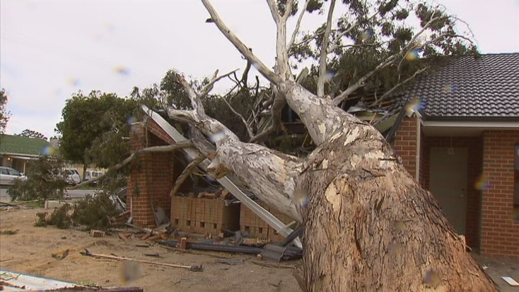 Strong winds bring down trees and powerlines in Perth and South West ...