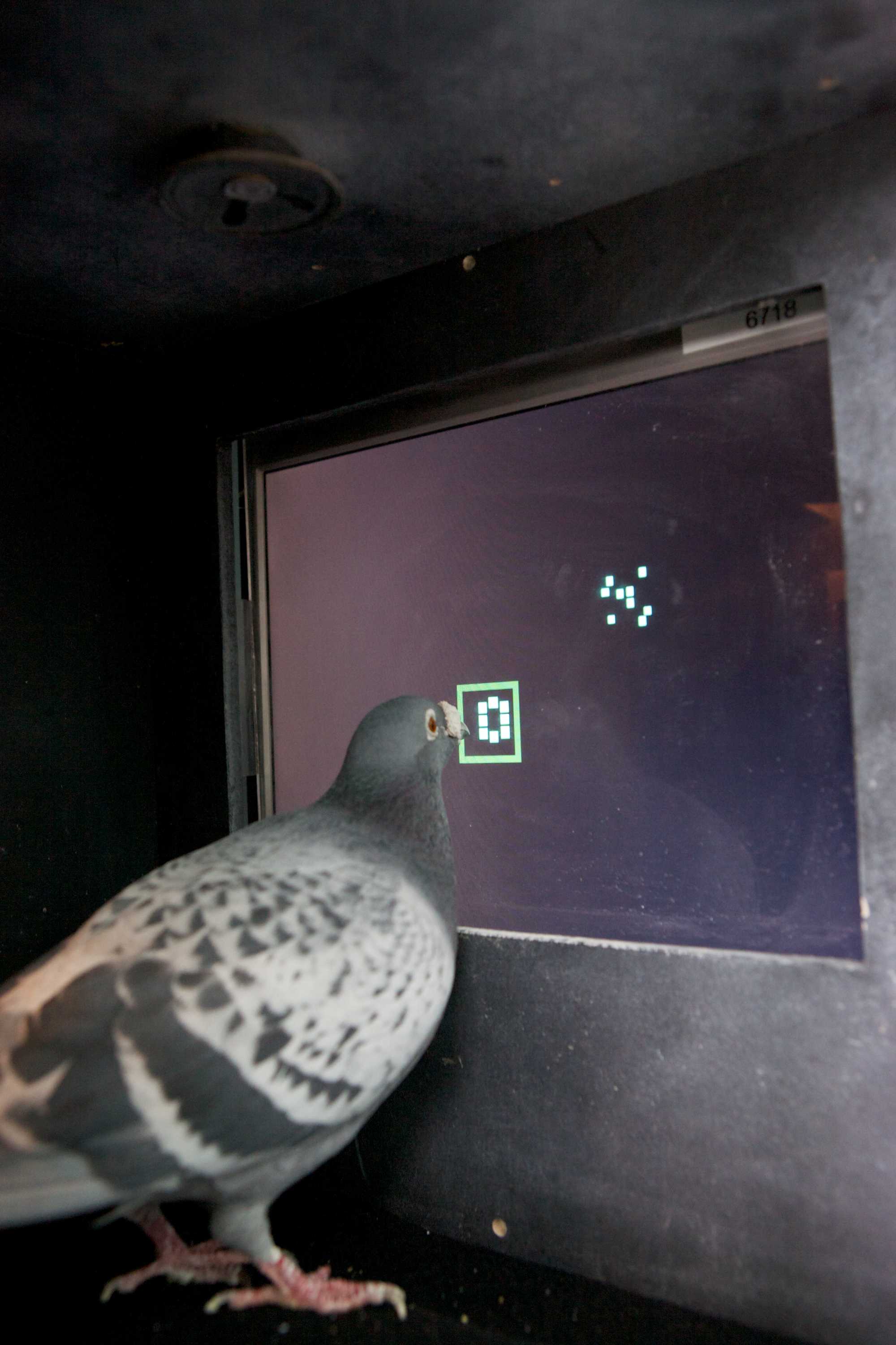 Pigeons smarter than we thought - ABC listen