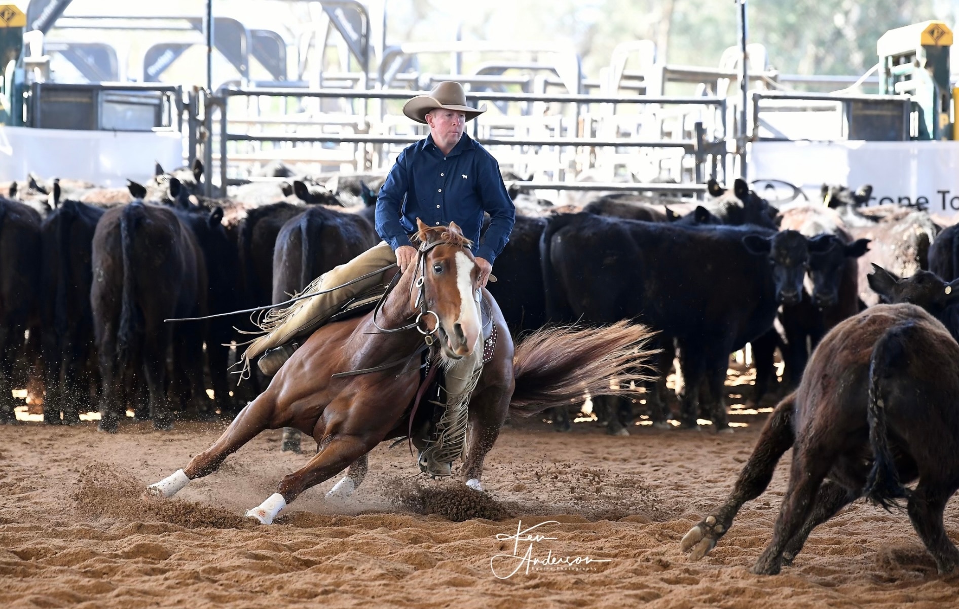Record breaking prize pool for cow horse comp draws hundreds to Scone's ...