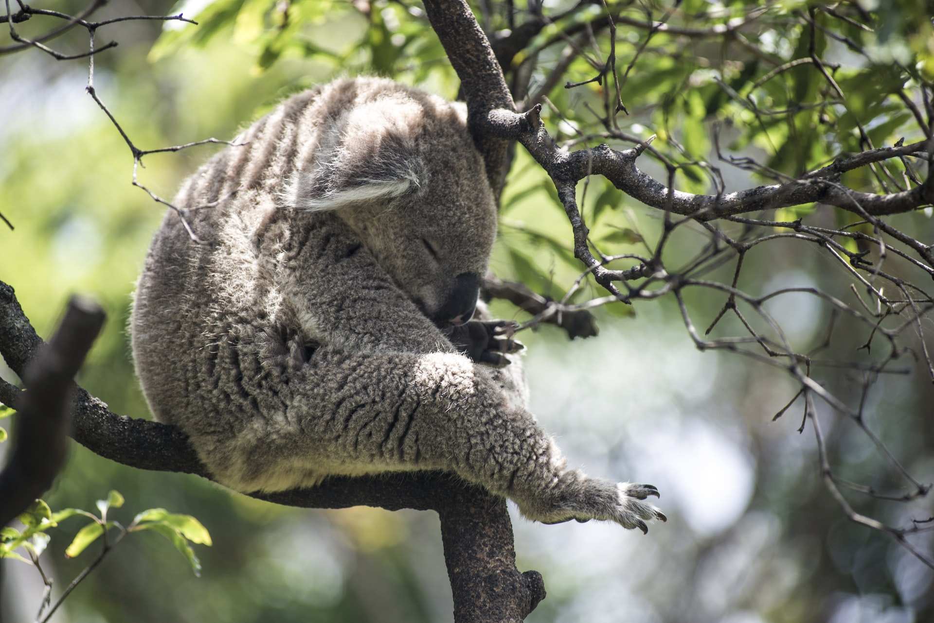 Two citizen scientists discover new koala colony in Sydney's south ...