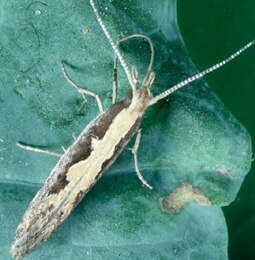 Unusual time for canola pest sighting - ABC News