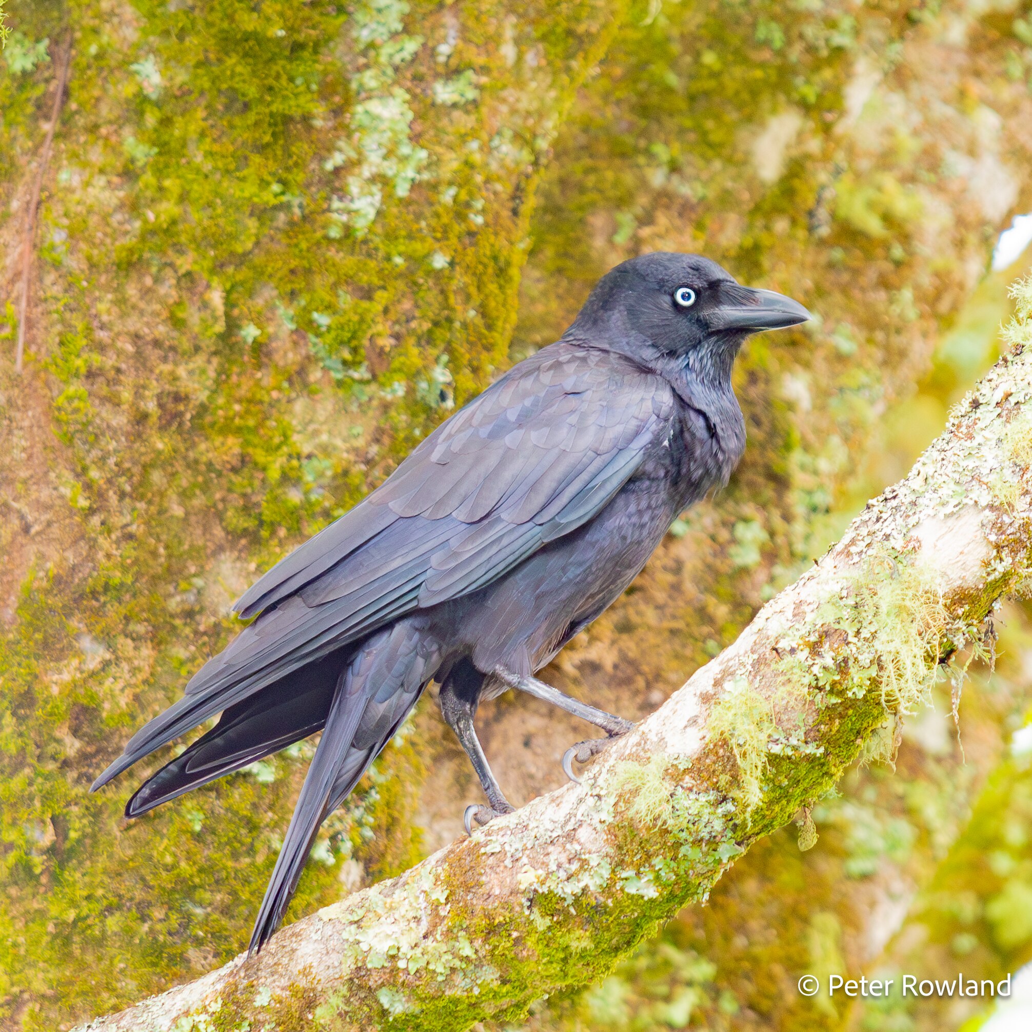 Torresian crow - ABC News