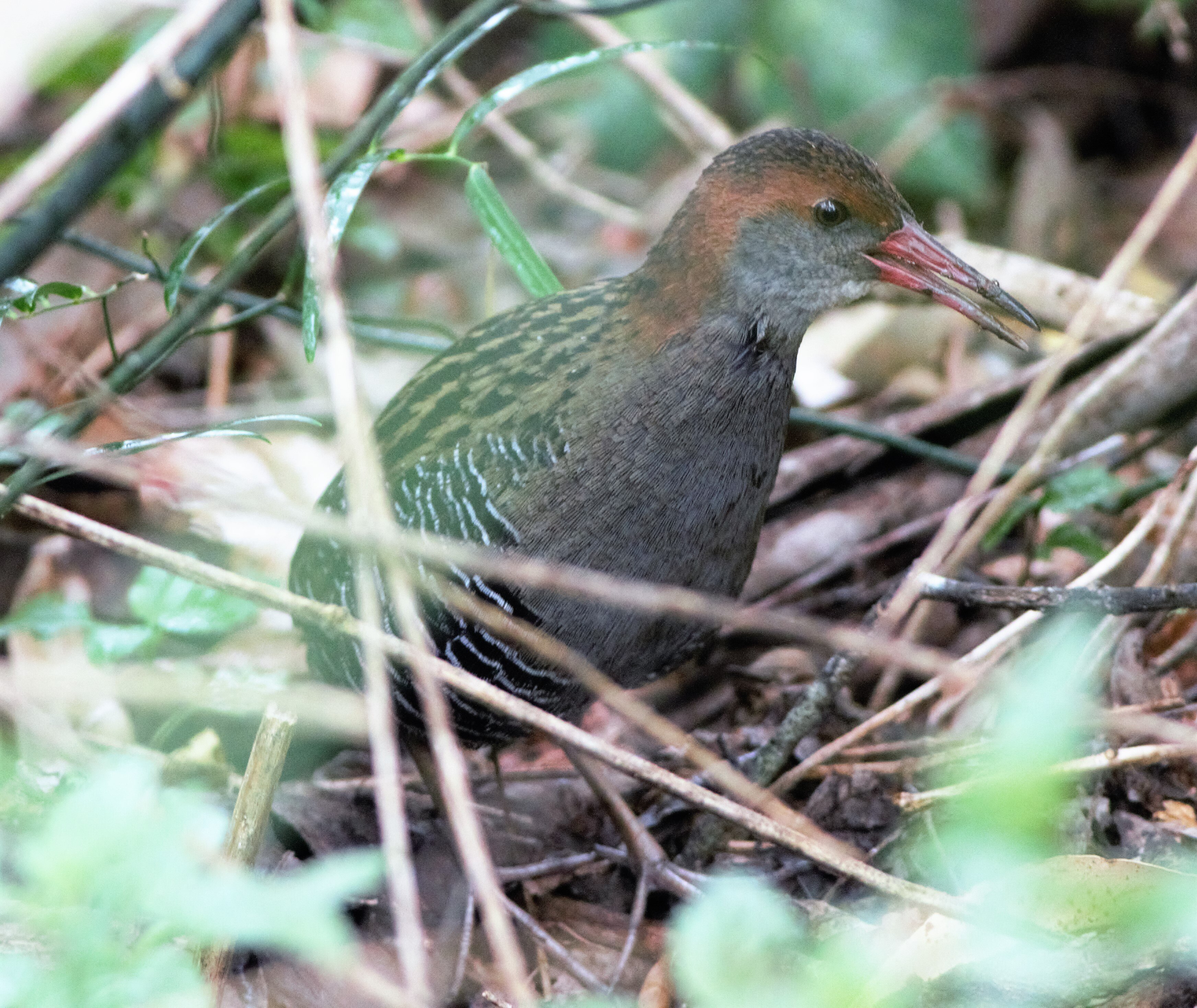 Eastern grass owl habitat at risk from Sunshine Coast urban sprawl ...