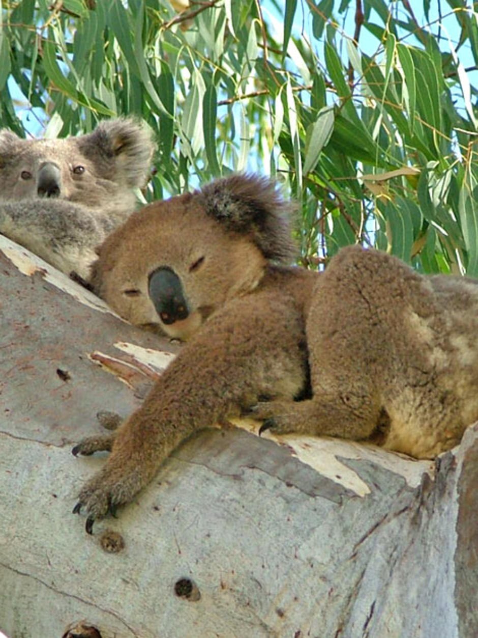 Koala Crunch Time - ABC News
