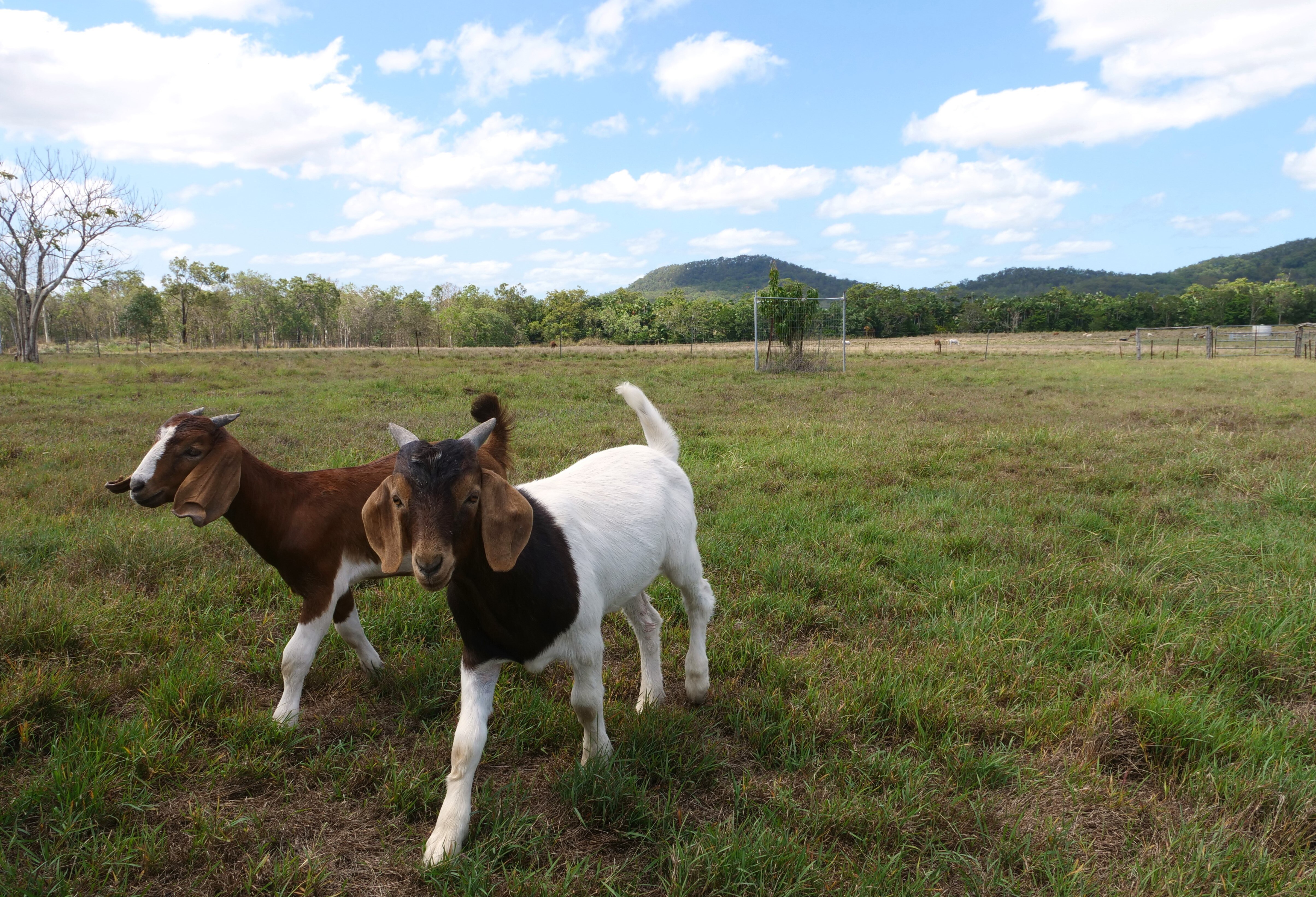 Goat industry attracting more women in Queensland as industry grows ...